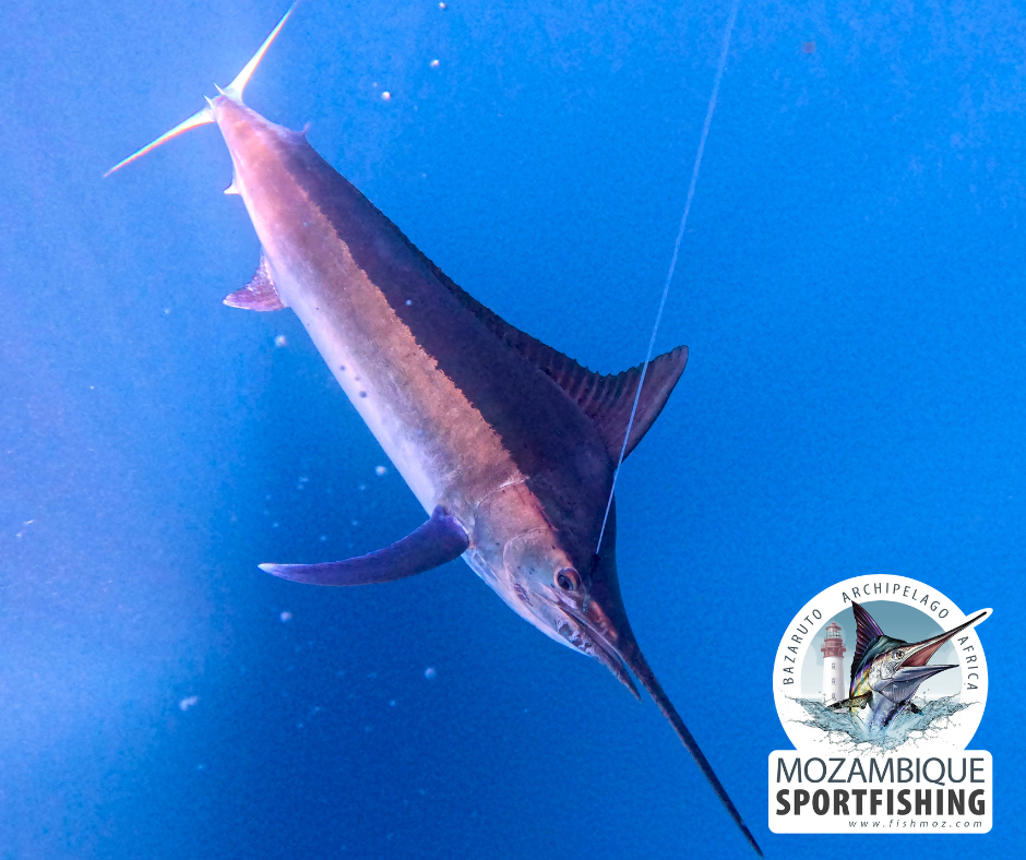 Blue Marlin Season Begins | Mozambique Sportfishing